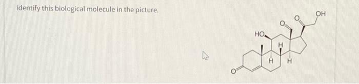 Solved Identify this biological molecule in the picture. | Chegg.com