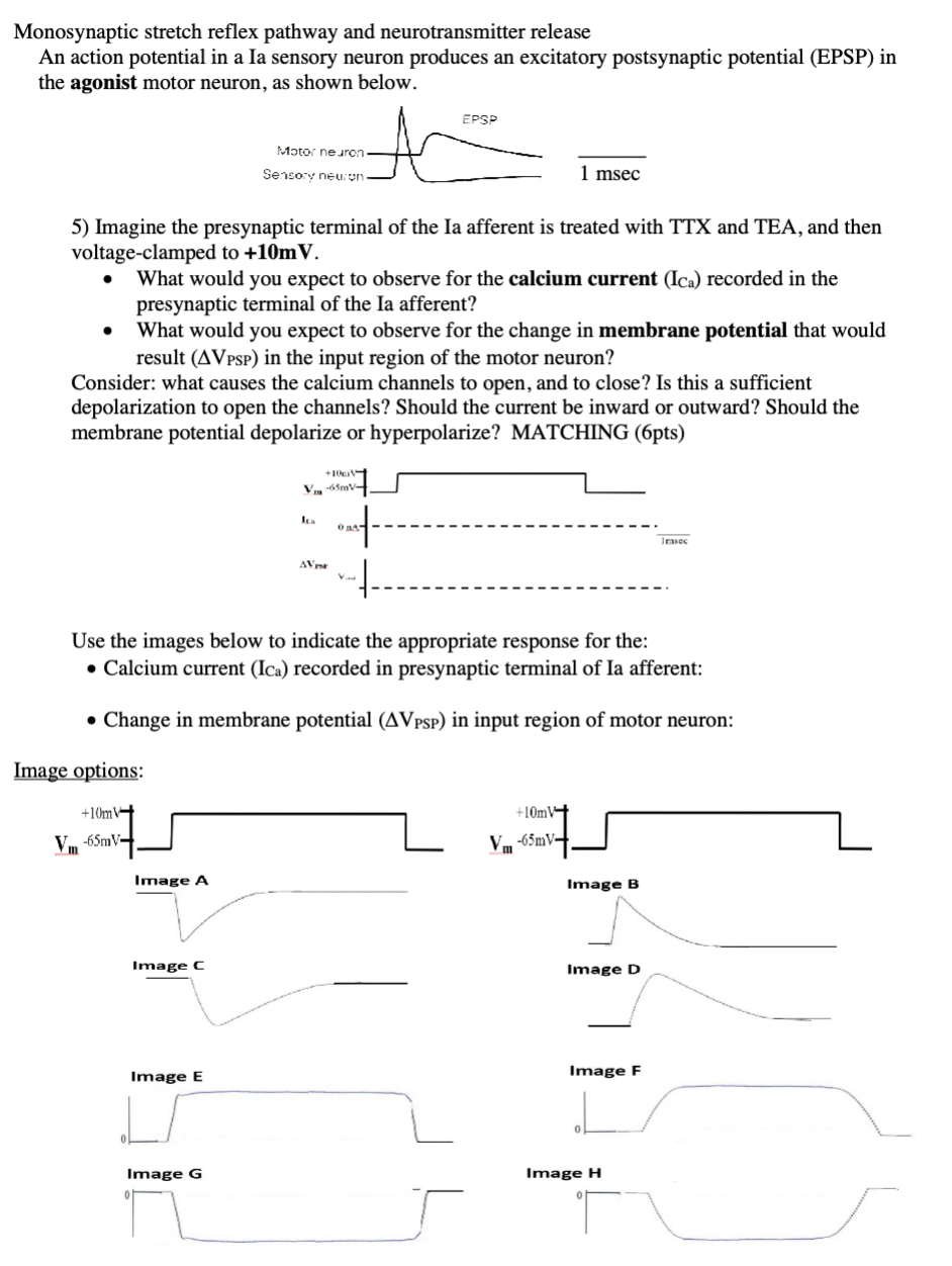 Solved Imagine the presynaptic terminal of the Ia afferent | Chegg.com