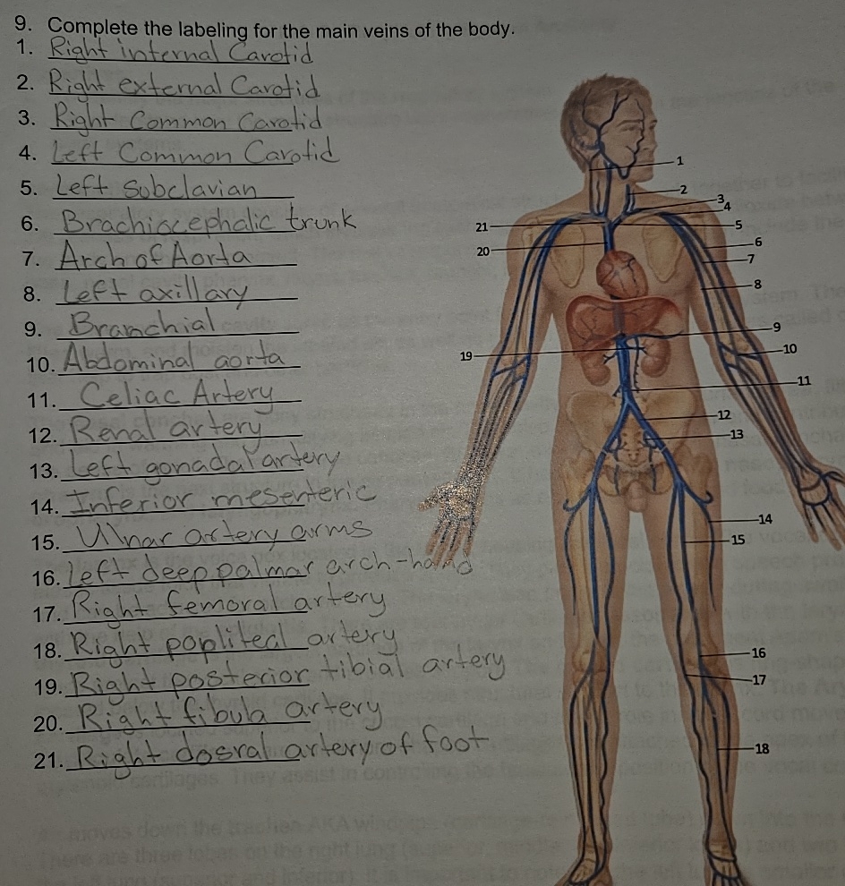 Solved Complete the labeling for the main veins of the | Chegg.com