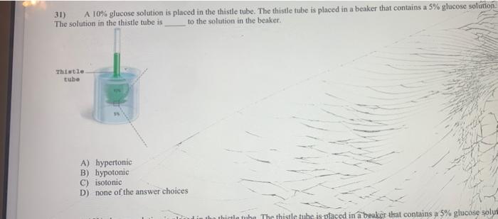 Solved 31) A 10% glucose solution is placed in the thistle | Chegg.com