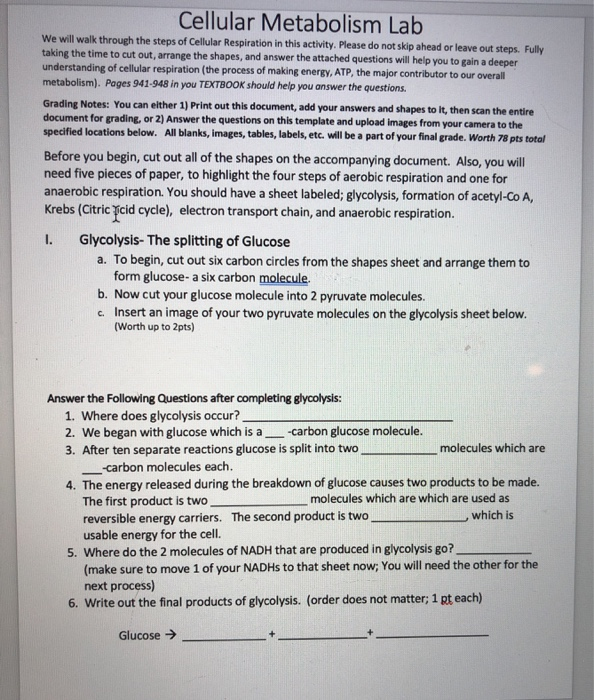 Solved Cellular Metabolism Lab We will walk through the | Chegg.com