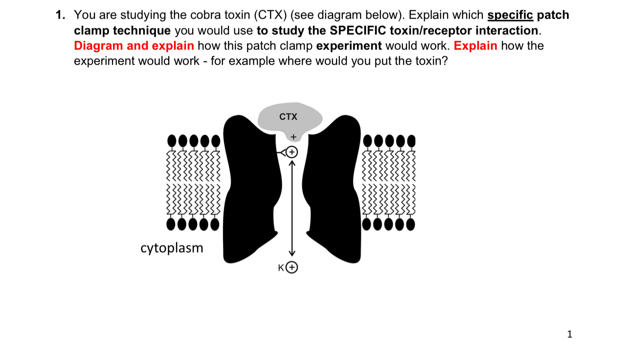 You are studying the cobra toxin (CTX) (see diagram | Chegg.com