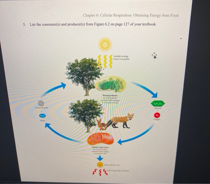 Solved Chapter 6: Cellular Respiration: Obtaining Energy | Chegg.com