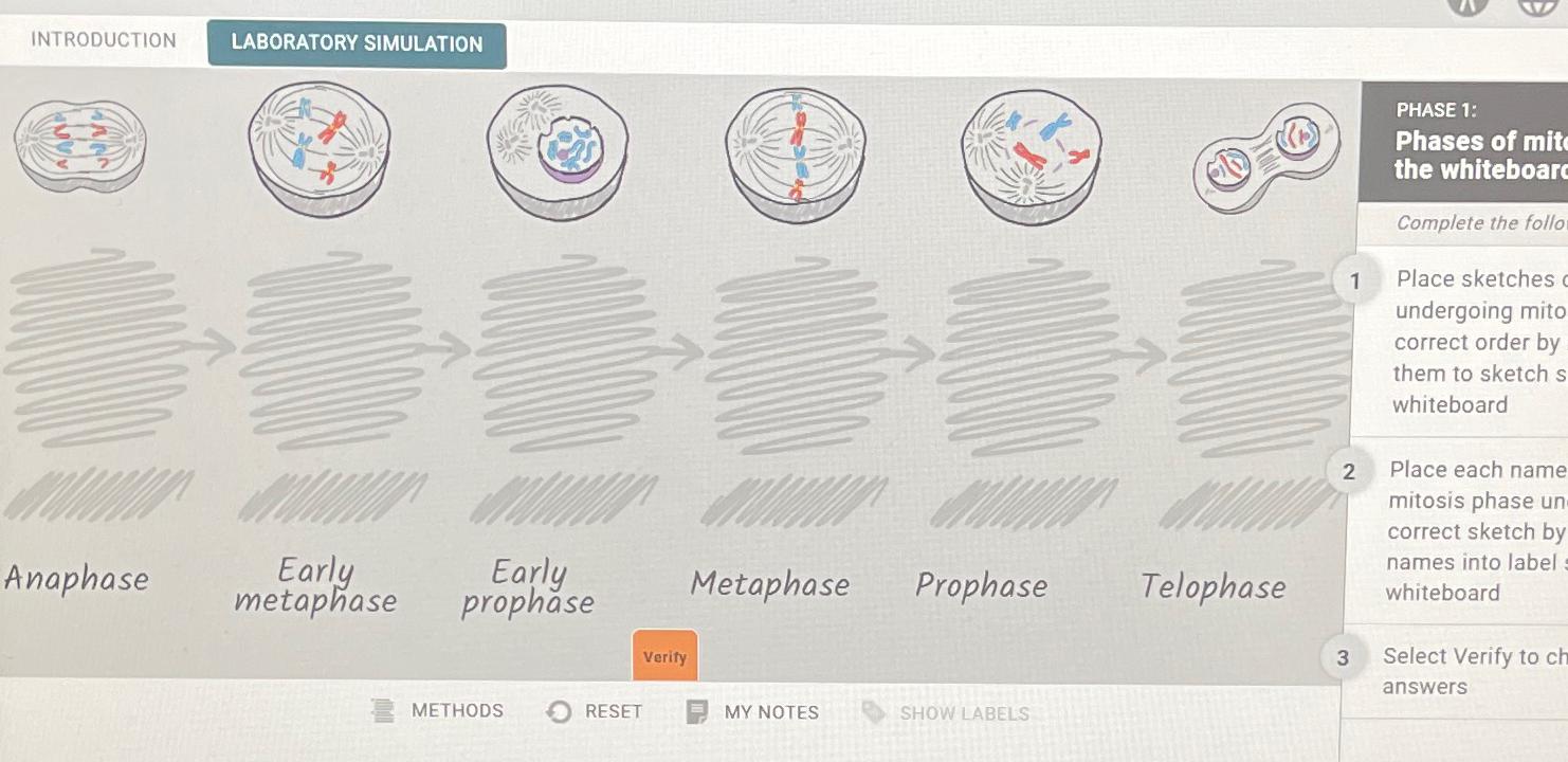 Solved INTRODUCTIONLABORATORY SIMULATIONPHASE 1:Phases of | Chegg.com