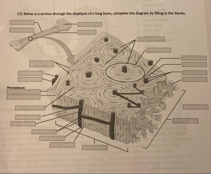 12) Below is a section through the diaphysis of a | Chegg.com