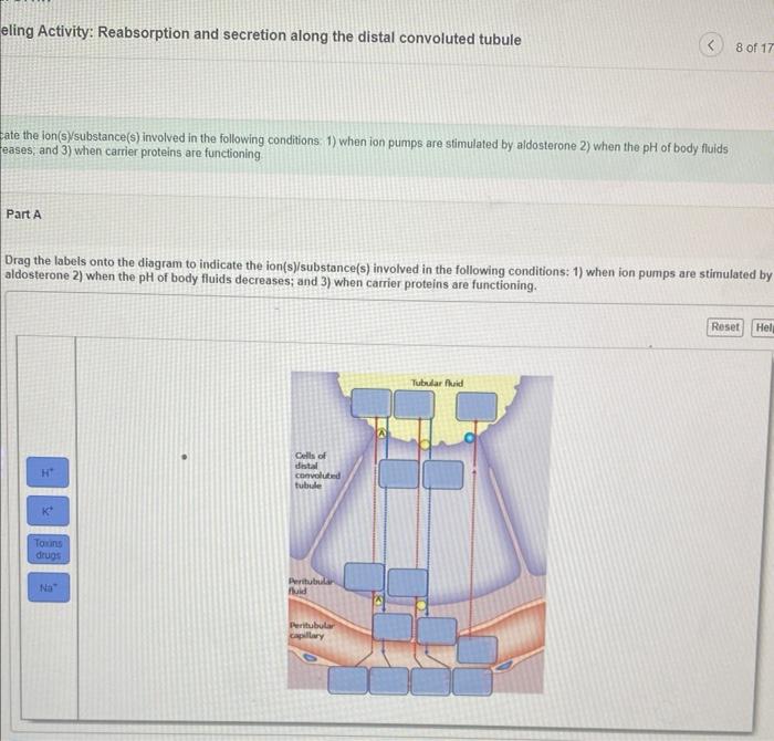Solved eling Activity: Reabsorption and secretion along the | Chegg.com