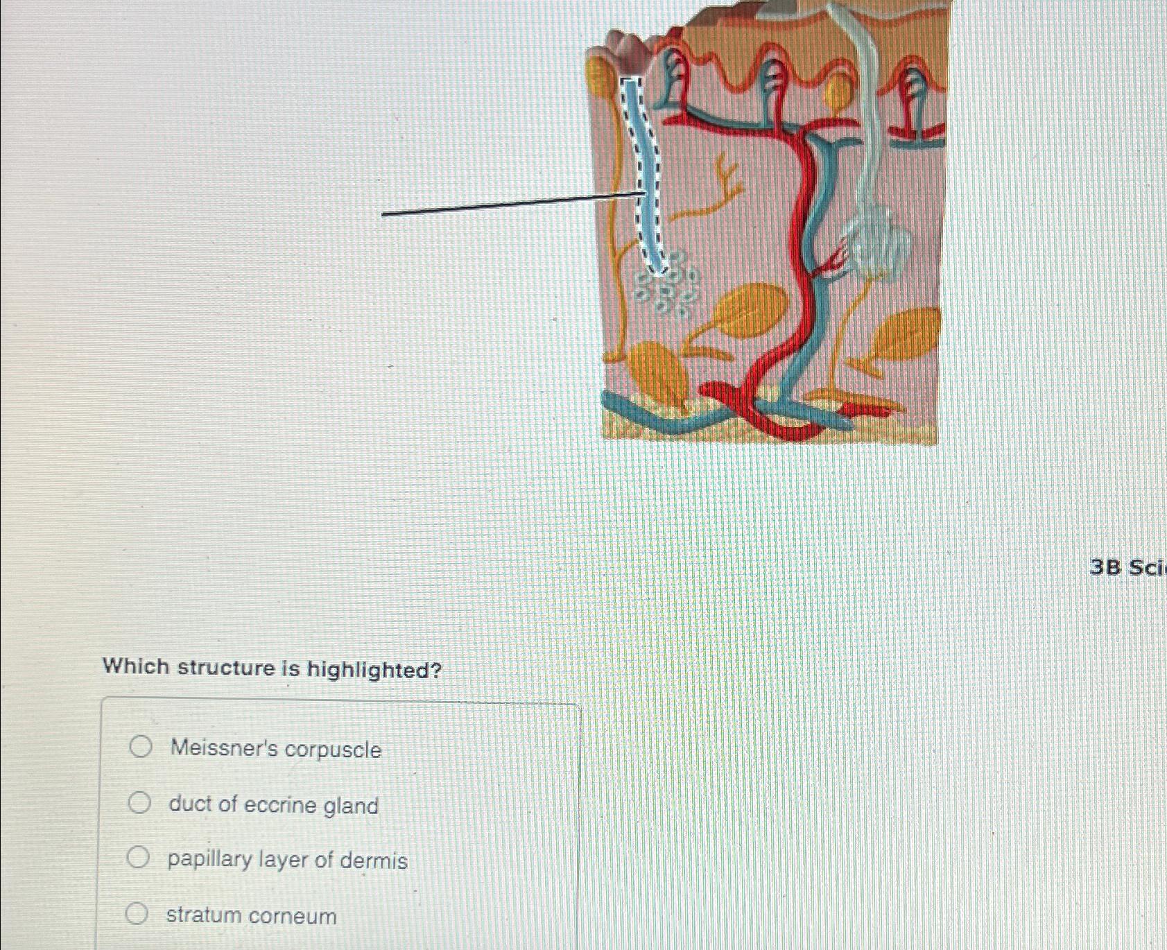 Solved 3B SciWhich structure is highlighted?Meissner's | Chegg.com