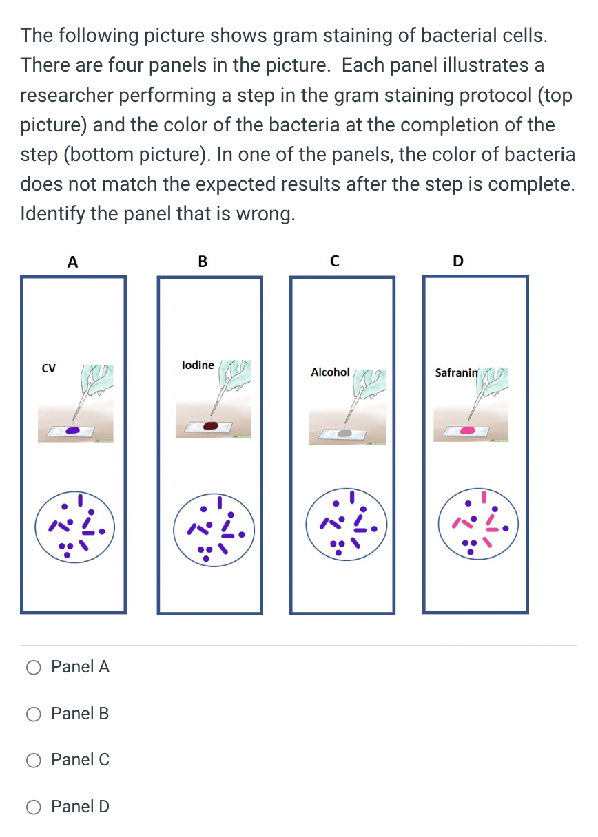 Solved The following picture shows gram staining of | Chegg.com