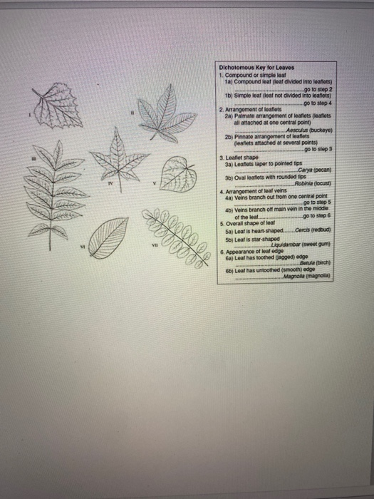 Solved Dichotomous Key for Leaves 1. Compound or simple loaf | Chegg.com