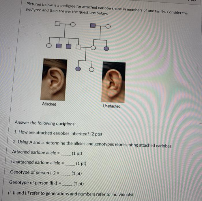 Solved Pictured below is a pedigree for attached earlobe | Chegg.com