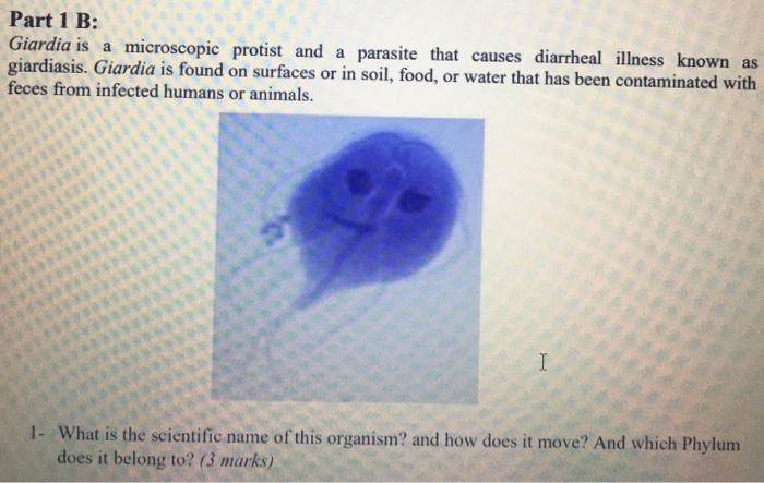 Solved Part 1A: After attending the Protista lab (Lab 2) of | Chegg.com