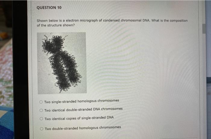 Solved QUESTION 10 Shown below is a electron micrograph of | Chegg.com