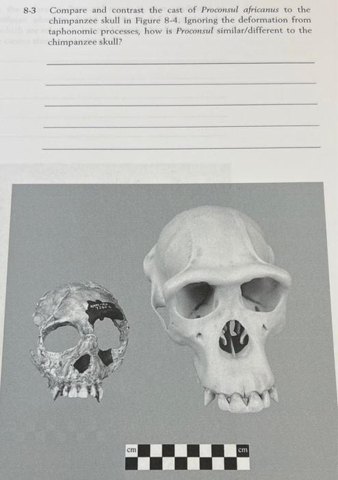 Solved 8.3 Compare and contrast the cast of Proconsul | Chegg.com