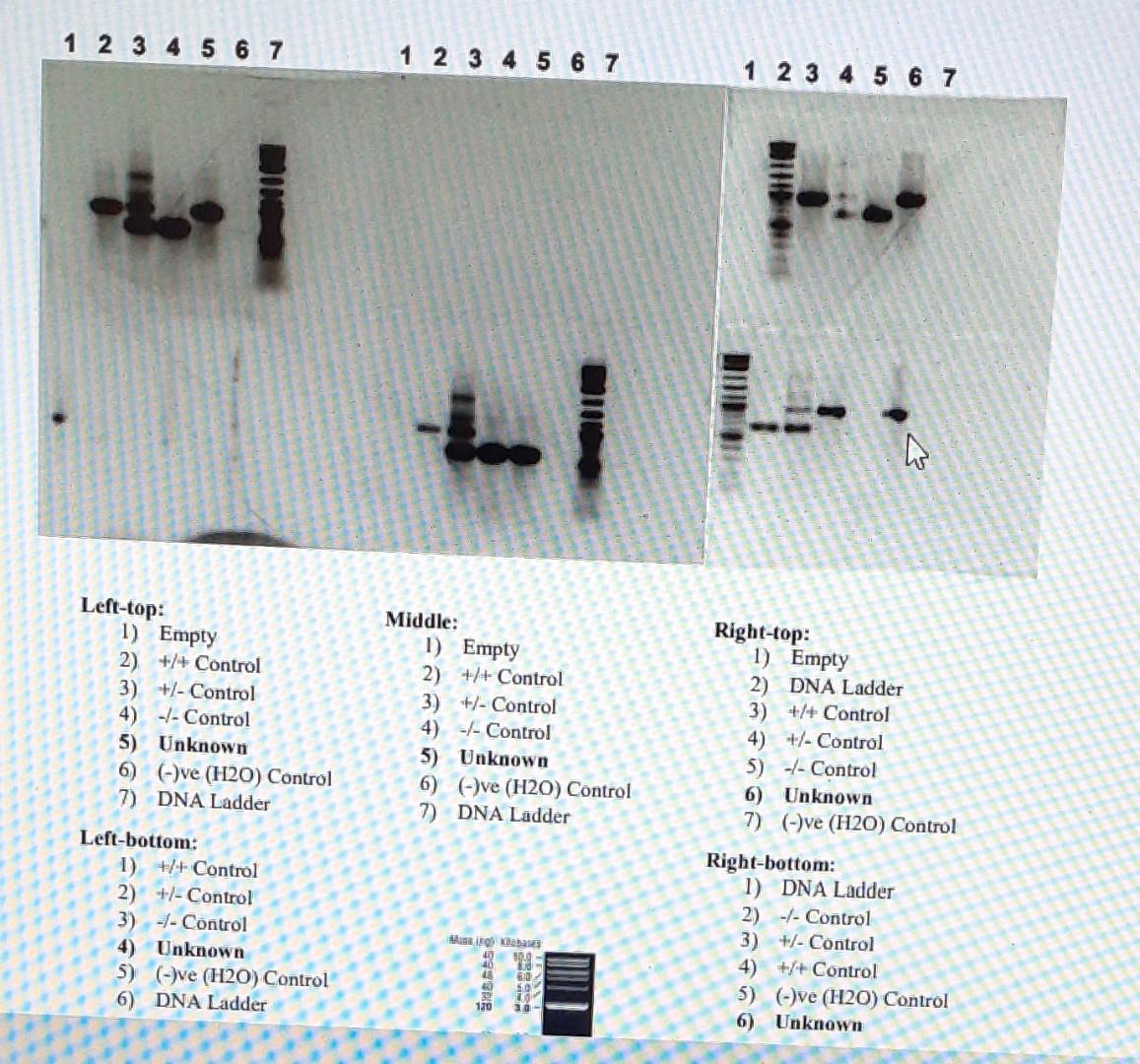 Solved led from Biorad PV92 PCR Informatics Manual, Rev. F) | Chegg.com