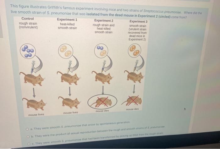 Solved This figure illustrates Griffith's famous experiment | Chegg.com