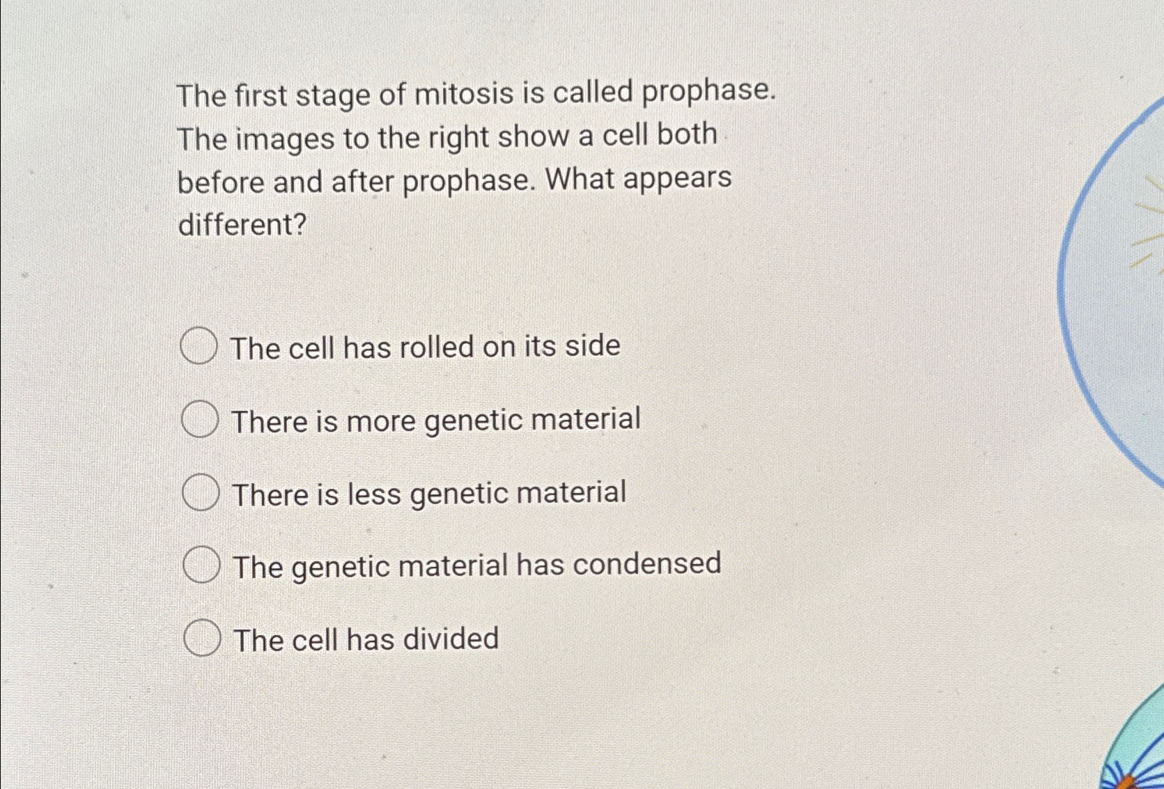 Solved The first stage of mitosis is called prophase. The | Chegg.com
