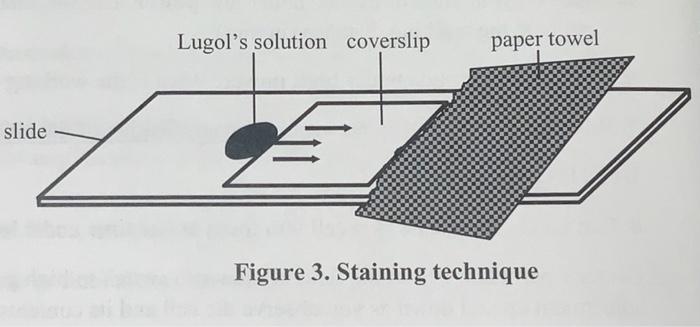Solved STAINING WET MOUNTSprepare a wet mount of potato | Chegg.com