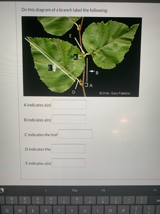 Solved On this diagram of a branch label the following: | Chegg.com