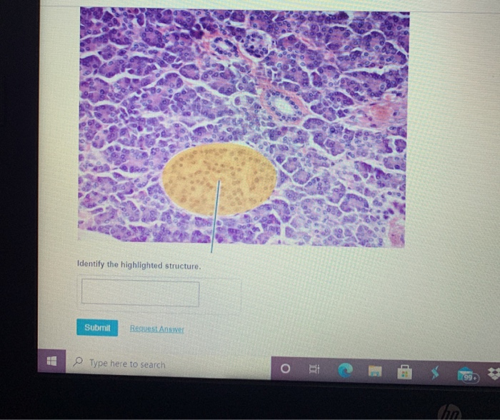 Solved Identify the highlighted structure. Submit Request | Chegg.com