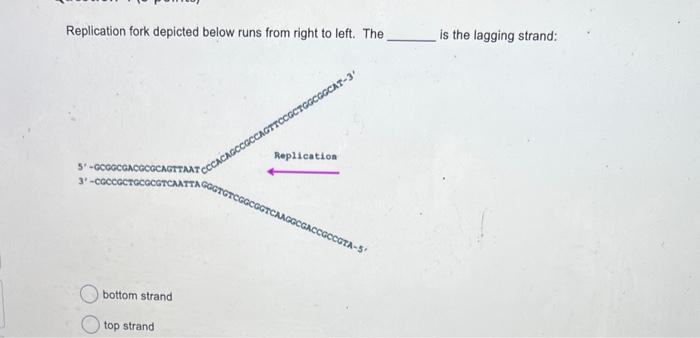 Solved Replication fork depicted below runs from right to | Chegg.com