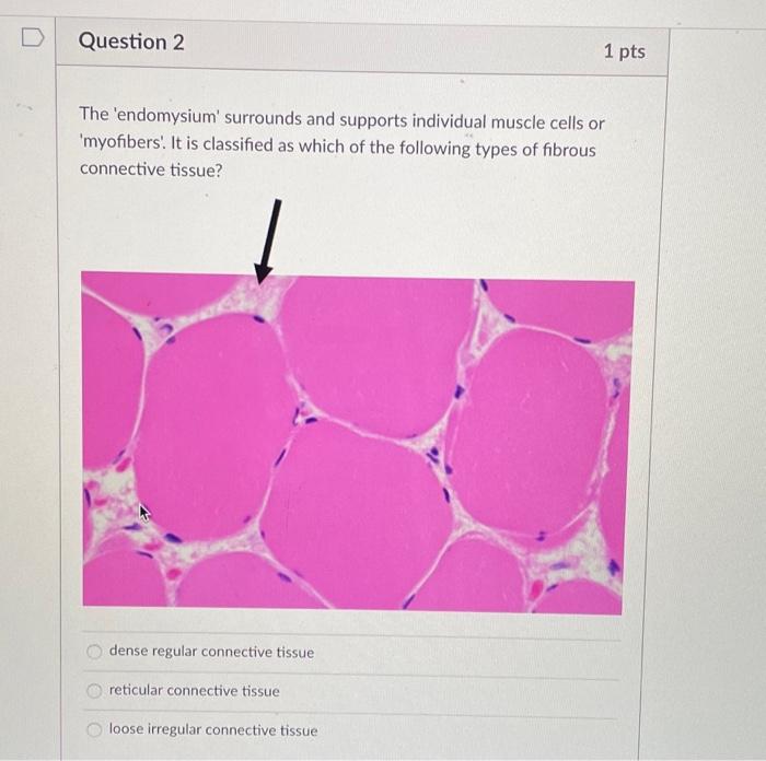 Solved Question 2 1 pts The 'endomysium' surrounds and | Chegg.com