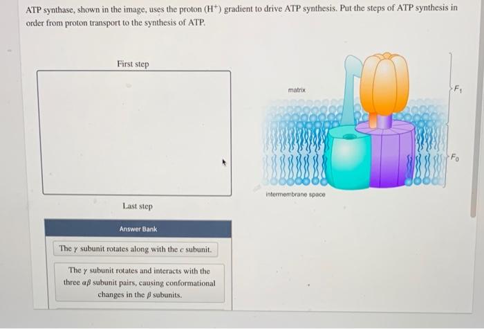 Solved ATP synthase, shown in the image, uses the proton | Chegg.com