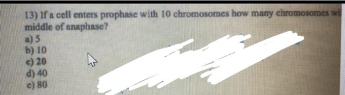 Solved 13) If a cell enters prophase with 10 chromosomes how | Chegg.com