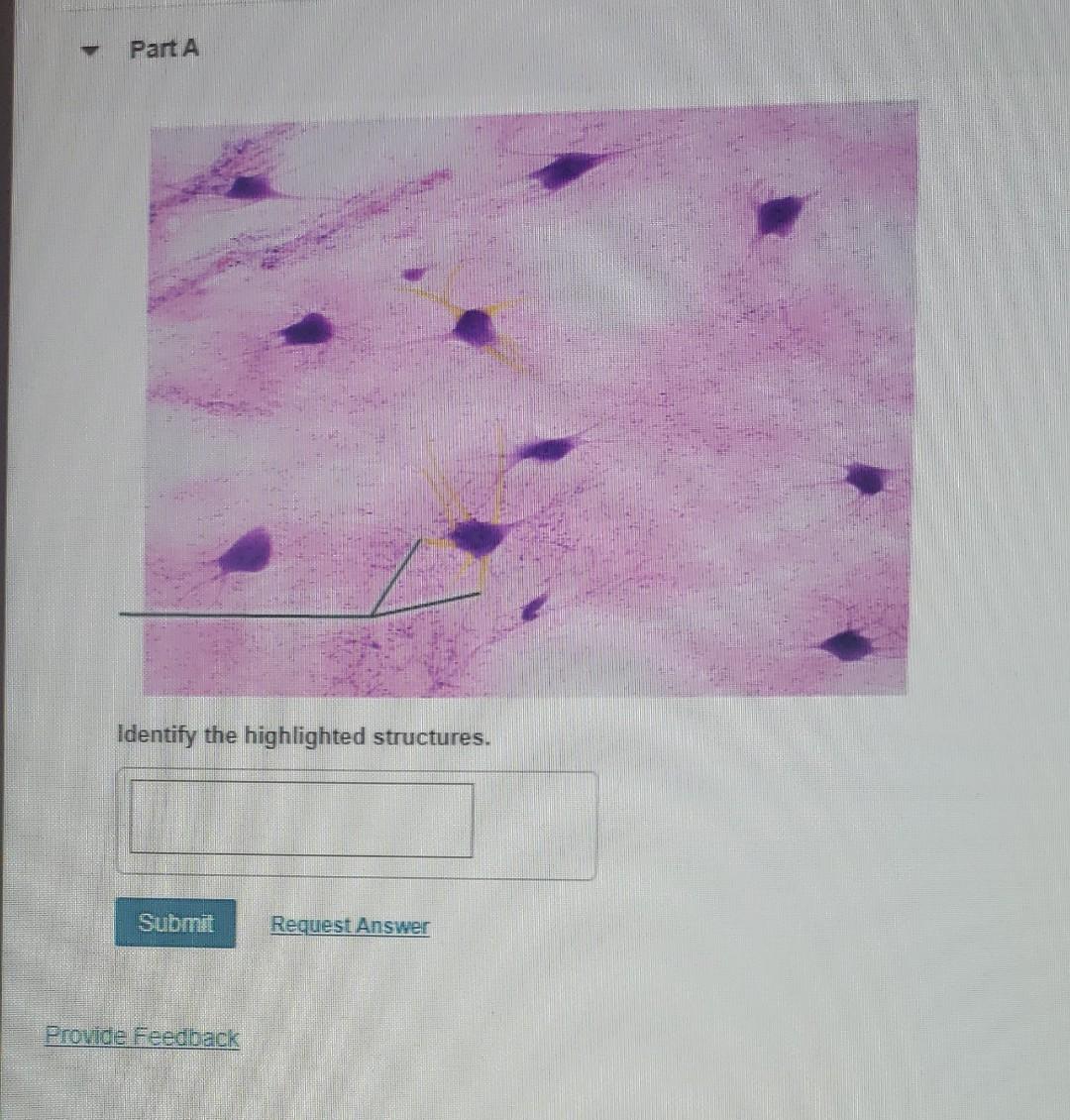 Solved Identify the highlighted structures. Identify the | Chegg.com