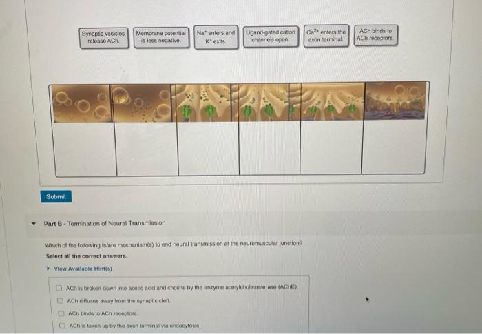 Solved Arrange the steps of the contraction cycle in the | Chegg.com