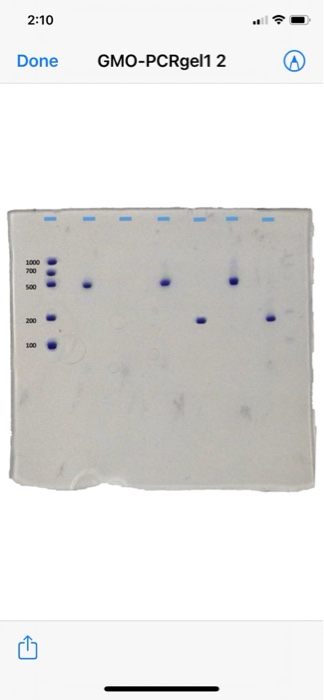 Solved Annotated gel figure with description (2 points) Each | Chegg.com