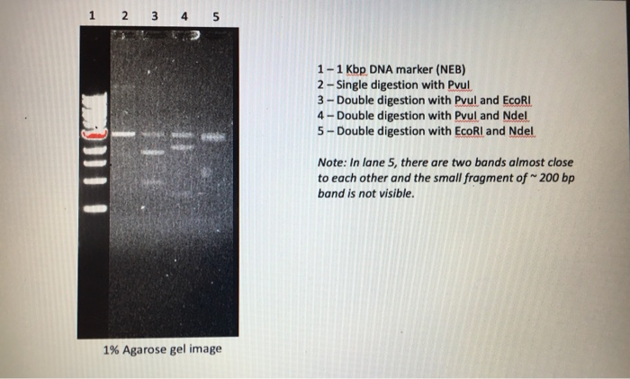 Solved 1 2 3 4 5 1-1 Kbp DNA marker (NEB) 2 - Single | Chegg.com