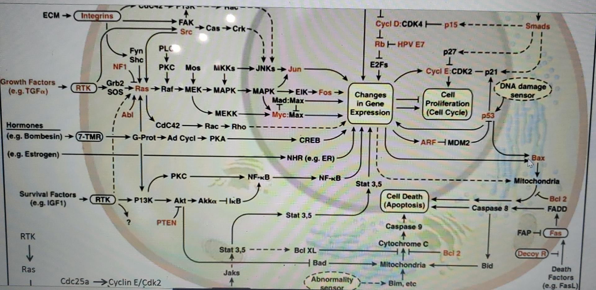 Solved QUESTION 13 Selectins are cell adhesion molecules | Chegg.com
