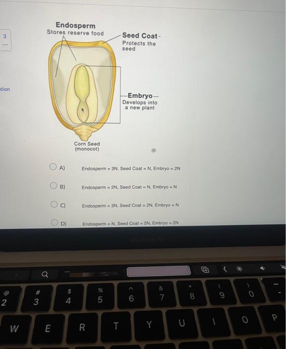 Solved A) Endosperm =3 N, Seed Coat =N, Embryo =2 N B) | Chegg.com