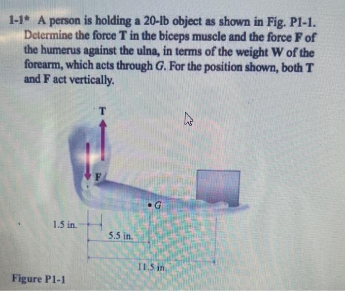 Solved 1-1* A person is holding a 20-lb object as shown in | Chegg.com