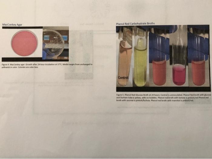 Solved MacConkey Agar Phenol Red Carbohydrate Broths | Chegg.com