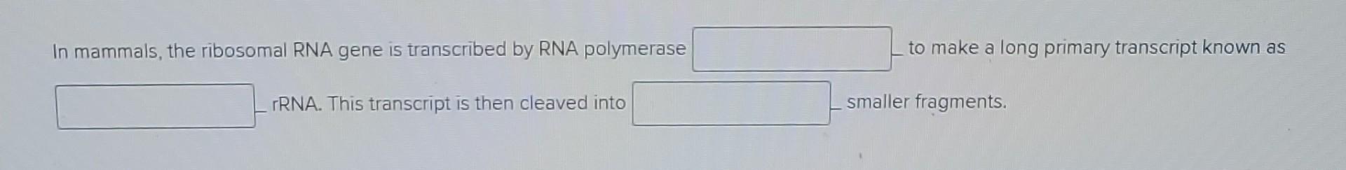 Solved In mammals, the ribosomal RNA gene is transcribed by | Chegg.com