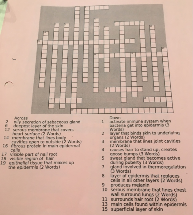 Solved Across 2 oily secretion of sebaceous gland 6 deepest | Chegg.com