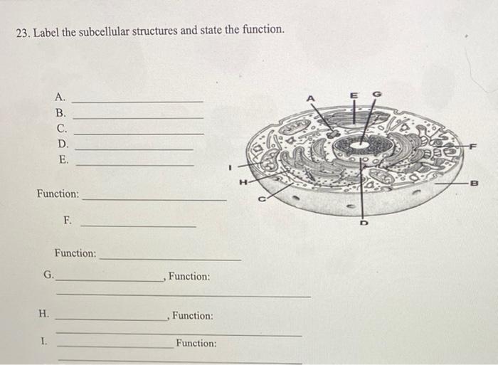 Solved 23. Label the subcellular structures and state the | Chegg.com