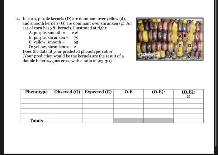 Solved 4. In corn, purple kernels (D) are dominant over | Chegg.com