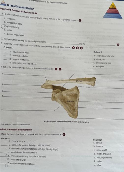 Curcise 91: Bones of the Pectoral Girdle 1. The heod | Chegg.com