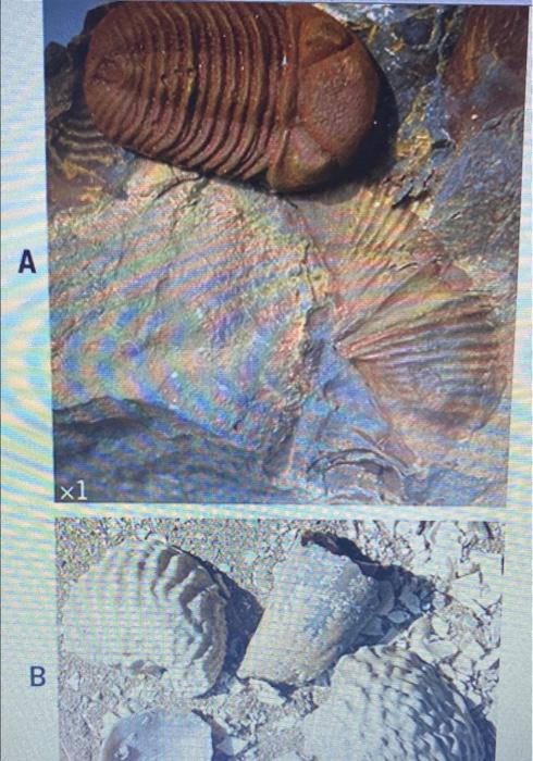 Solved You will use index fossils and their range zones to | Chegg.com
