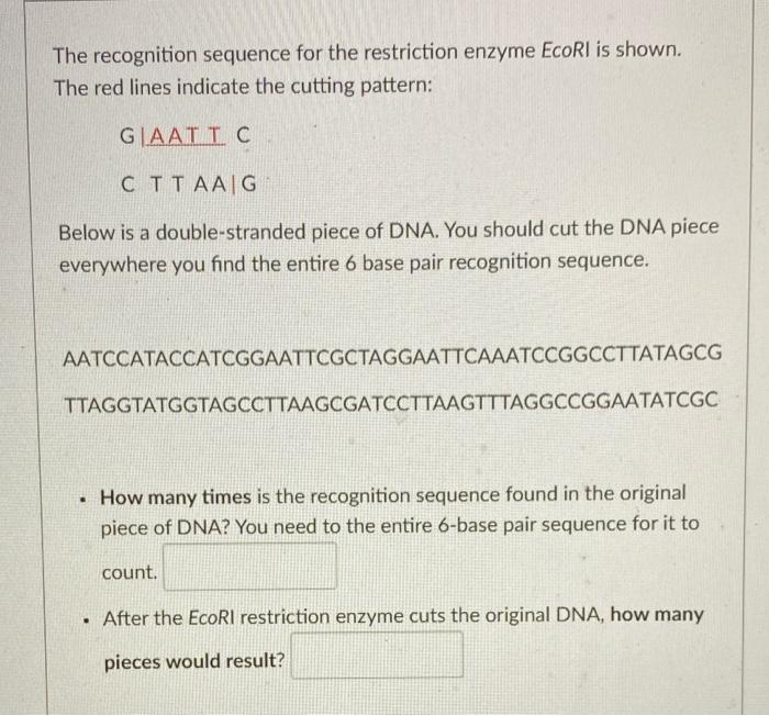 Solved The recognition sequence for the restriction enzyme | Chegg.com