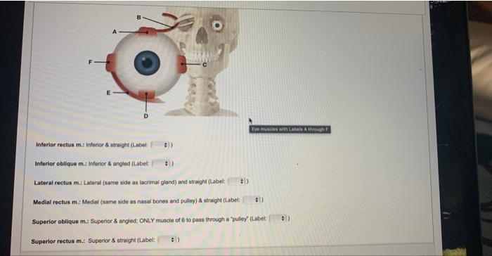 Solved Inferior reetus m.: Inforior 8 straight (Labol | Chegg.com