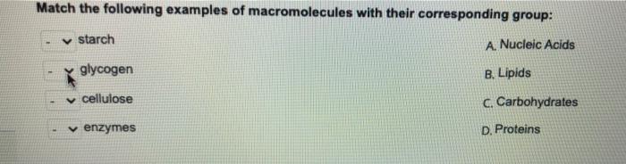 Solved Match the following examples of macromolecules with | Chegg.com