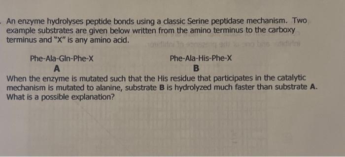 Solved An enzyme hydrolyses peptide bonds using a classic | Chegg.com