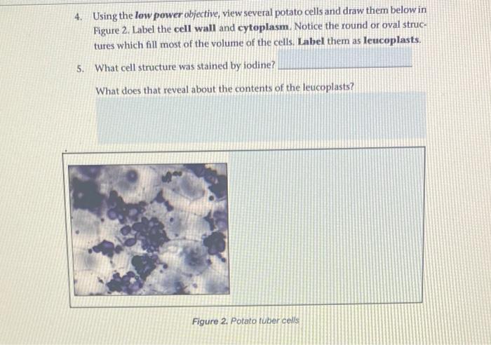 Solved 4. Using the low power objective, view several potato | Chegg.com