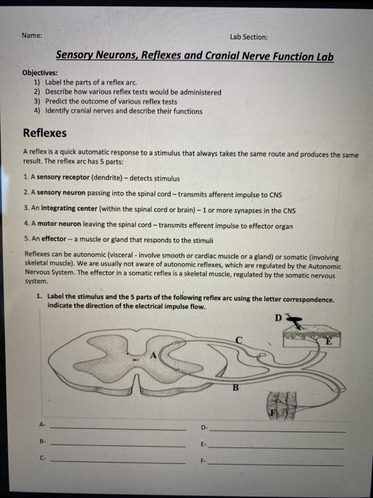 Solved Name: Lab Section: Sensory Neurons, Reflexes and | Chegg.com
