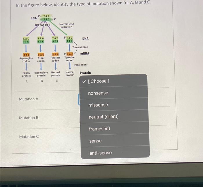 Solved In the figure below, identify the type of mutation | Chegg.com