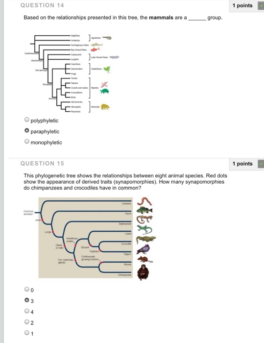 Solved Question 10 1 Pc In The Phylogenetic Tree Shown Here 6533