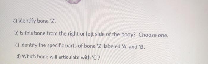 Solved Bone 'z' - В a) Identify bone 'Z'. b) Is this bone | Chegg.com